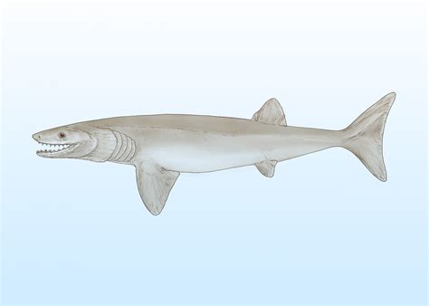 Arkansas Unearths Fossil Of Devonian Era Shark Mondo News