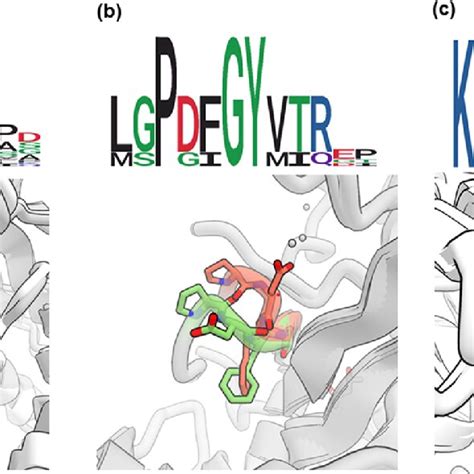 Multiple Sequence Alignment Msa And Structural Bioinformatic Analysis