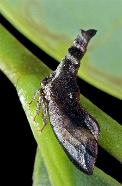 Treehopper Photograph By Patrick Landmannscience Photo Library Fine Art America