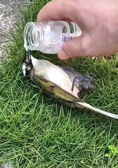 Qiang Lin On Linkedin Great Works Are Performed Not By Strengh， But By Perseverance