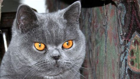 The Sex Change Operation For Cats The Protojournalist Npr