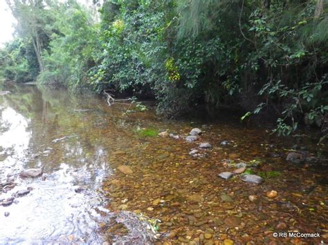 Euastacus Clydensis Has Been Reinstated As A Valid Species