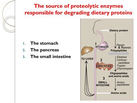 Ppt Biochemical Aspects Of Digestion Of Proteins And Carbohydrates