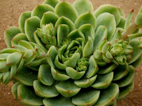 Echeveria Lime N Chile World Of Succulents