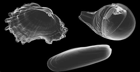 Uchicago Paleontologists Share Insights On New Rock Boring Bivalve