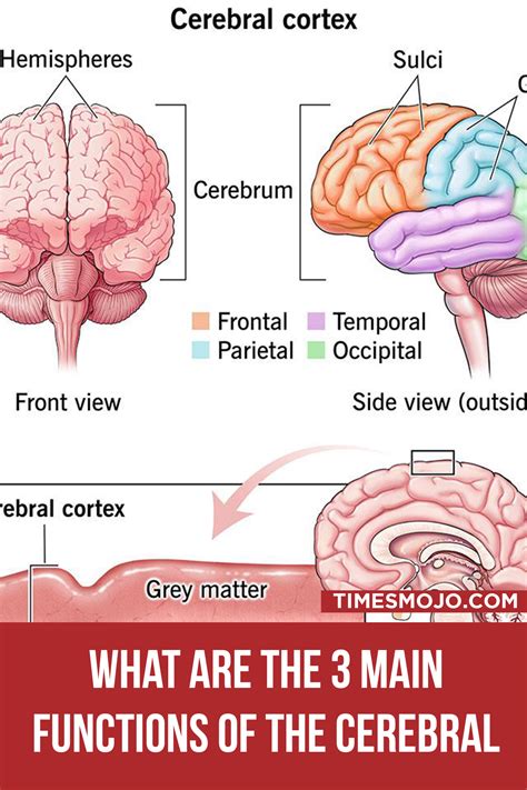 What Are The 3 Main Functions Of The Cerebral Cortex Timesmojo
