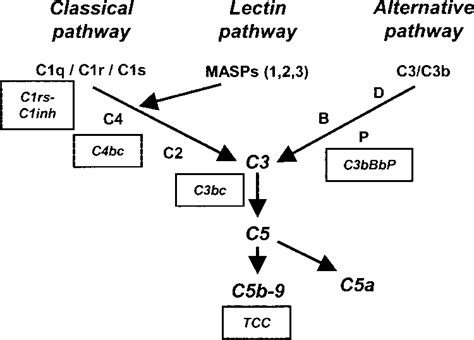 Schematic Overview Of The Complement System Boxes Indicate Specific