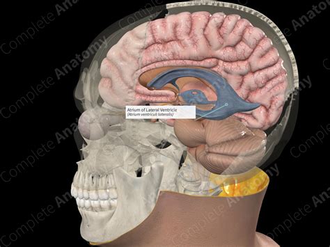 Atrium Of Lateral Ventricle Complete Anatomy