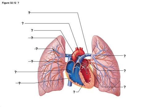 Pulmonary Circulation Diagram Quizlet