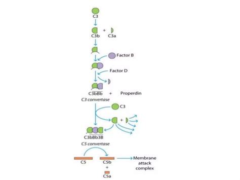 The Complement System Pptx The Complement System Pptx