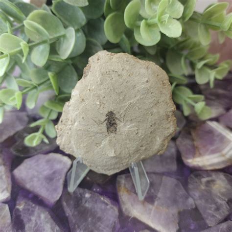 Fossil Bug 0 5 2 5 Crystal Joys