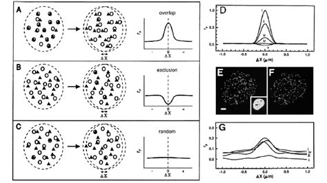 Cross Correlation Analysis Of Dual Labeling Images See Text For A Download Scientific Diagram