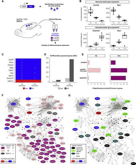 Cell Type Specificity Of Genomic Imprinting In Cerebral Cortex Neuron