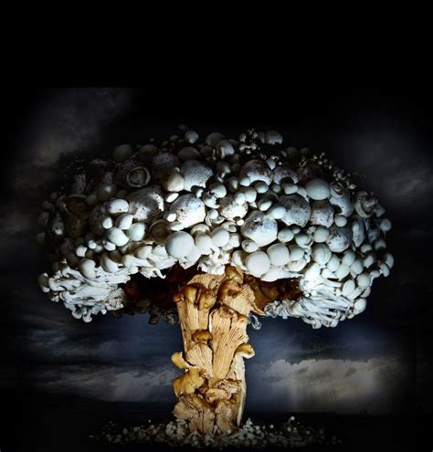 Photos Of Mushroom Clouds Made Of Mushrooms Stuffed Mushrooms