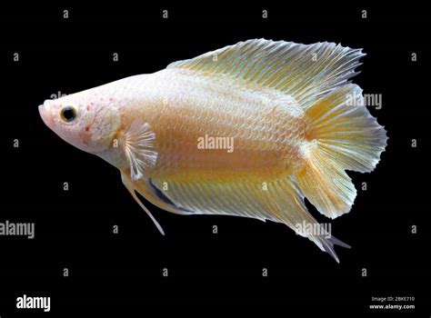 Betta Super Gold Double Tail Dt Halfmoon Plakat Male Or Plakat Fighting
