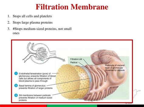 Ppt The Urinary System سیستم بولی Powerpoint Presentation Id2362093