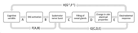 An Illustration Of The Cascade Of Events Involved From Cognitive Download Scientific Diagram