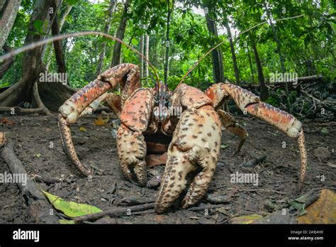 Coconut Crab Robber Crab Or Palm Thief Birgus Latro Christmas