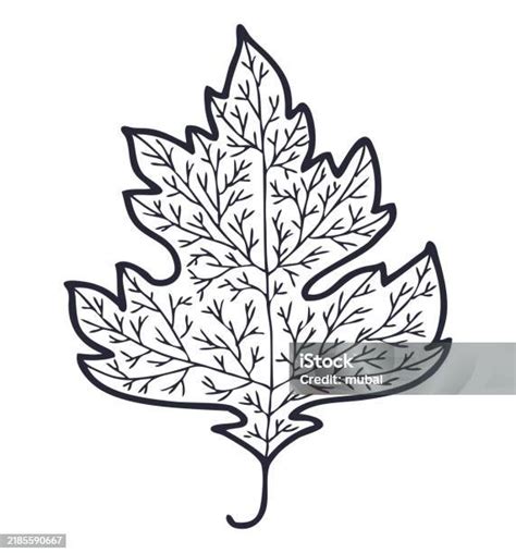 하나의 환상 장식 잎의 윤곽선 손 그림 흰색에 고립 된 벡터 일러스트 레이 션 0명에 대한 스톡 벡터 아트 및 기타 이미지 0명 계절 낙서 드로잉 Istock