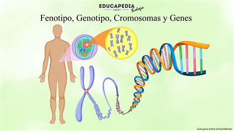 Fenotipo Genotipo Cromosomas Y Genes Educapedia