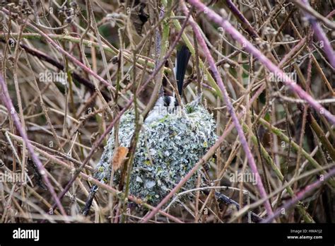 Long Tailed Tit Building A Newly Constructed Nest Within Brambles