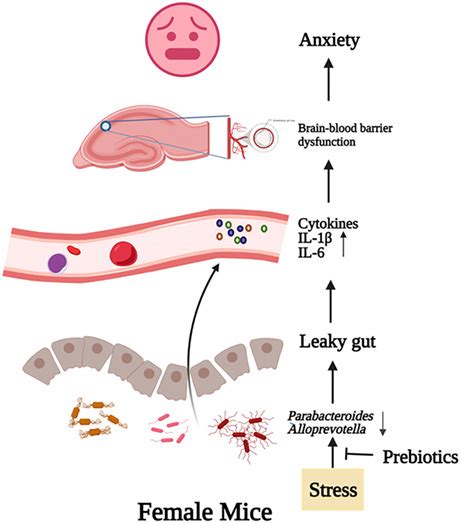 Sex Difference In Prebiotics On Gut And Bloodbrain Barrier Dysfunction