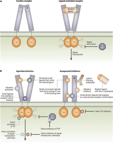 Strategies For Drug Discovery With A Dimeric Or Dimerizing Receptor