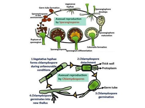 Rhizopus Characteristics And Uses Studiousguy