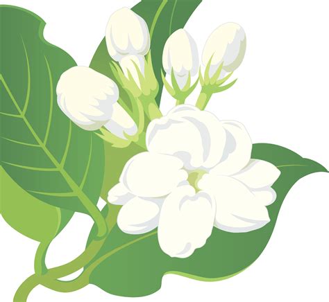 Sampaguita Flower Drawing At Explore Collection Of