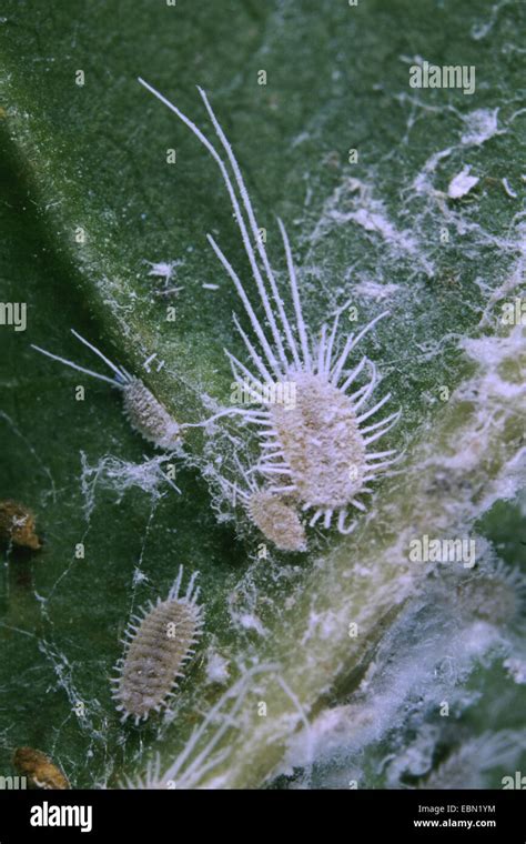 Longtailed Mealybug Pseudococcus Longispinus Adult And Larvae
