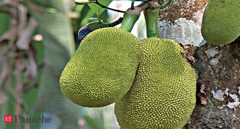 The Advantages Of Food Trees Dawn On Us When A Lockdown Cuts Vegetable Supply The Economic Times