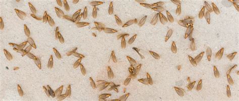 What Are Termite Swarms Signs Risks And When To Call An Expert