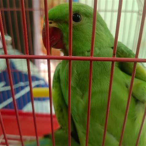 Tiya Animation Youtube