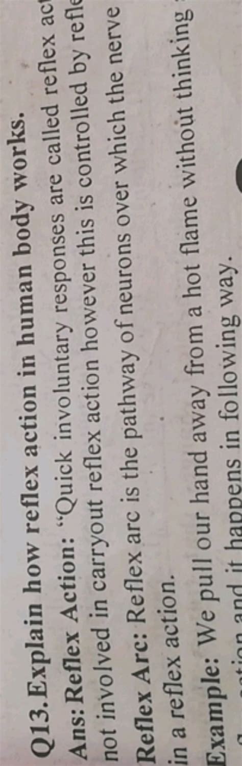 Q13 Explain How Reflex Action In Human Body Works Ans Reflex Action