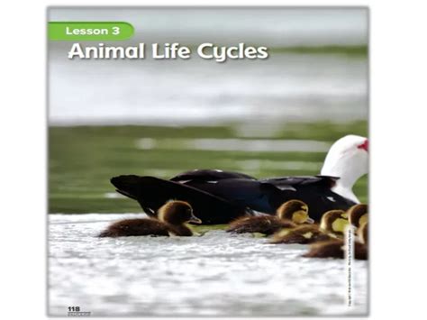 PPT Types Of Metamorphosis PowerPoint Presentation Free Download ID 10146651