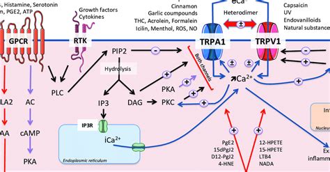 Common Intracellular Gpcr Rtk And Ca 2 Pathways Regulate Via The Download Scientific Diagram