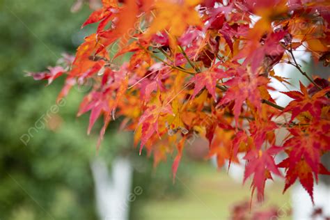 Red Maple Trees In The Park In The Afternoon Red Maple Park Without