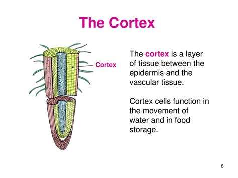 Ppt Plant Science Powerpoint Presentation Free Download Id1159352