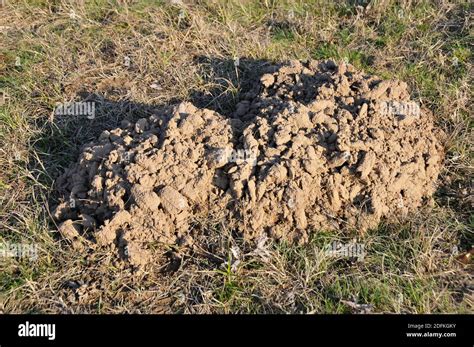 Lesser Blind Mole Rat Nannospalax Leucodon Transsylvanicus Nature Reserve Hortobágy