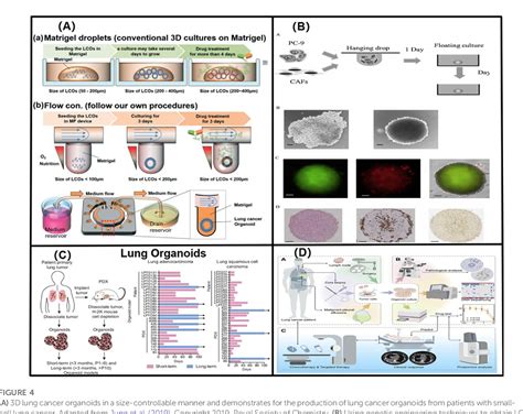 Figure 1 From Advanced Lung Organoids And Lung On A Chip For Cancer