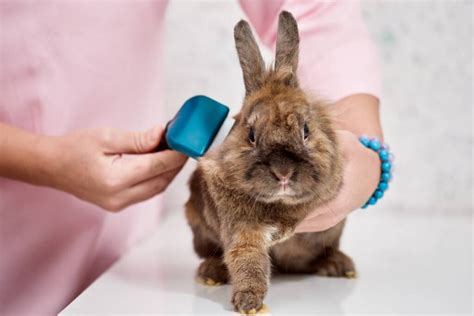 Rabbit Daily Care Routine Essential Steps For A Healthy Bunny