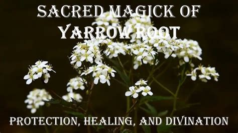 Yarrow The Overlooked Ally In Magic And Healing Homesteading Blog
