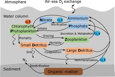 Figure 3 From Vortex And Biogeochemical Dynamics For The Hypoxia Formation Within The Coastal