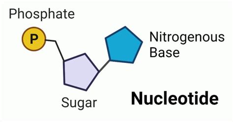 [ch 10] General Biology The Structure And Function Of Dna
