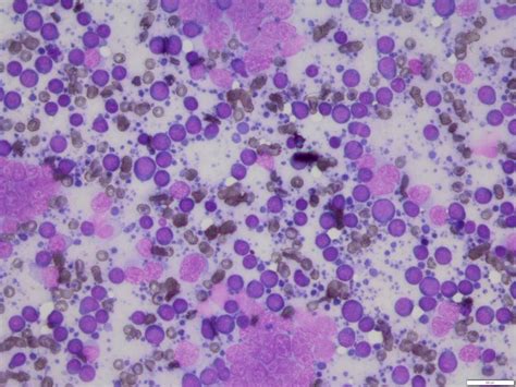 Heres One For All The Visual Learner Techs Vets And Nurses Have You