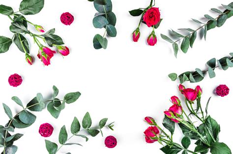 흰색 배경에 아름다운 장미와 유칼립투스의 아침 카드 상단보기 0명에 대한 스톡 사진 및 기타 이미지 0명 3월 8 Istock