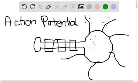 Solved24 If All Action Potentials Within A Given Neuron Are Identical
