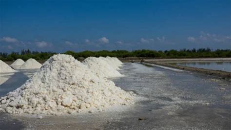 Phosphate Solubilizing Biofertilizers Work Agrisay