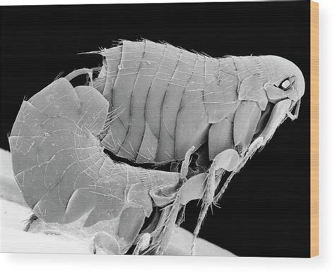 Flea Under Electron Microscope