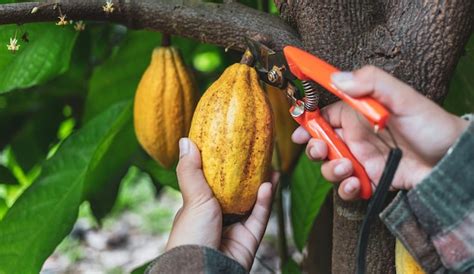 Premium Photo Closeup Hands Of A Cocoa Farmer Use Pruning Shears To Cut The Cocoa Pods Or Fruit